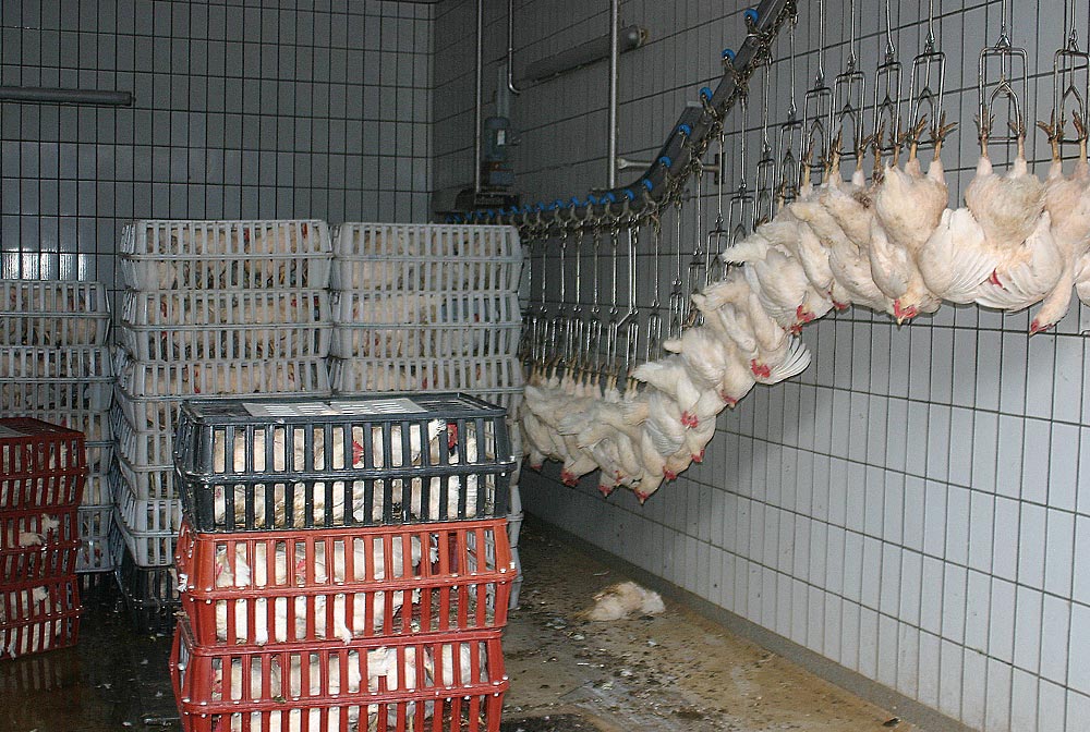 Schlachthof transparent: Hühnerschlachtung